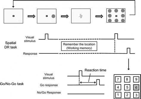 Spatial Delayed Response Spatial Dr Task And Gono Go Task At The