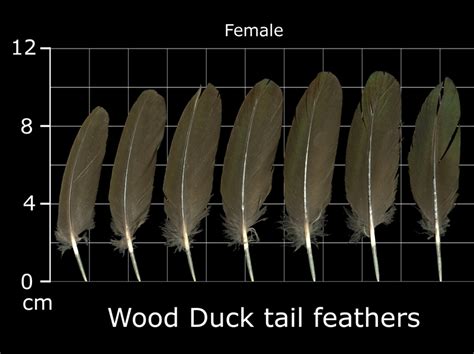 The Feather Atlas Feather Identification And Scans Us Fish And