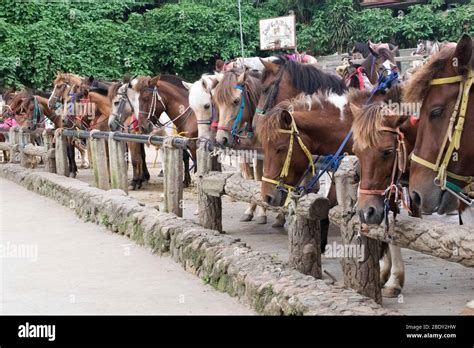 June 5, 2019-Baguio City Philippines : Wright park in Baguio City, One of the attractions and ...