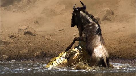7021 Crocodile Stock Videos Footage And 4k Video Clips Getty Images