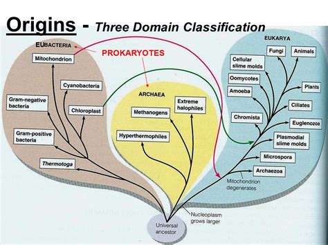 Three Domain Classification