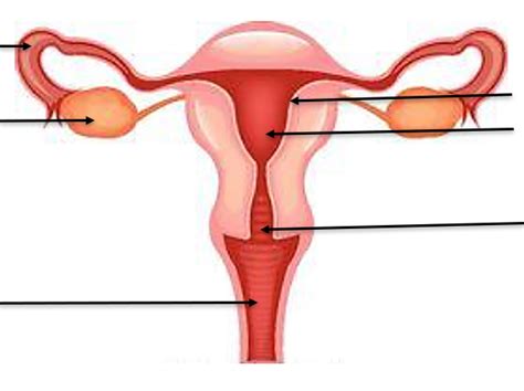 Chapter 4 Diagram Quizlet