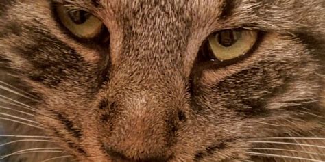 Chrome 47 Webrtc Media Recording Secure Origins And Proxy Handling