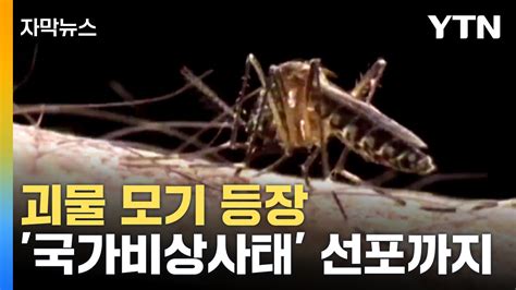 [자막뉴스] 좀비 모기 등장 세계보건기구의 경고 Ytn Youtube