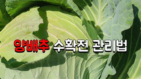 양배추 수확시기 알수 있는방법 📍양배추 수확전 관리 방법 Youtube