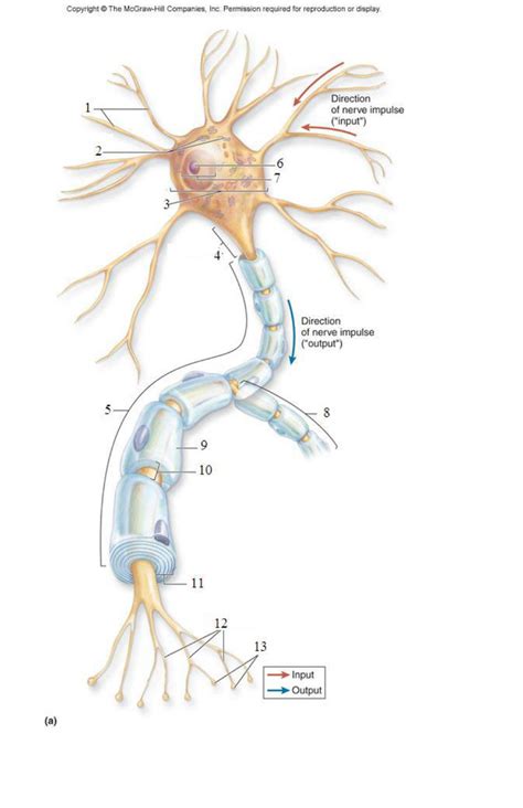 BIOL Lab Neuron Structures Diagram Quizlet