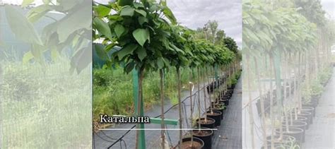 Катальпа в горшке / на штамбе купить в Горячем Ключе | Товары для дома ...
