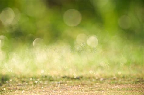 Bokeh Background Of Tree Leaves Stock Image Image Of Pattern Shine