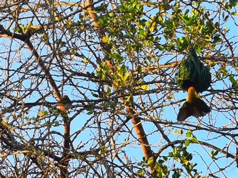 Dominic Mutali On Linkedin Elephantconservation