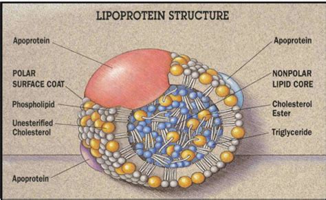 Biochem Lipoproteins Cholesterol And Atherogenesis Flashcards Quizlet