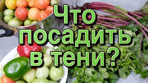 ЧТО Посадить В ТЕНИ Ягоды зелень и овощи которые можно посадить в