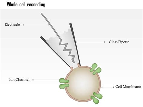 0614 Whole Cell Recording Medical Images For PowerPoint PowerPoint Presentation Designs