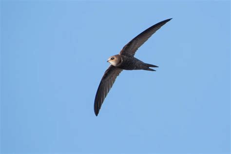 Pallid Swift By Neil Loverock Birdguides