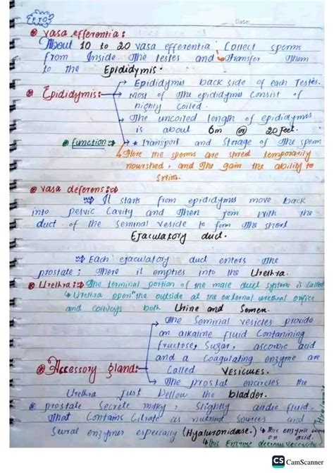 SOLUTION Male Reproductive System Studypool