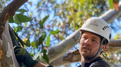 Tree Pruning Vs Tree Lopping Differences For The Health Of Your Trees