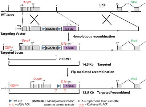 Schematic Diagram Of The Targeting Vector Strategy And Expected Results
