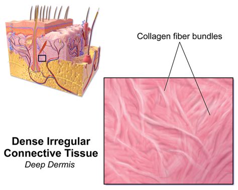 Difference Between Epithelial And Connective Tissue Definition Structure Characteristics