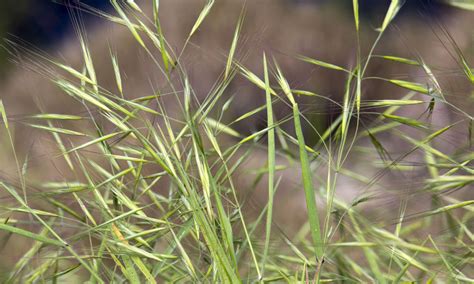 Diseases Pests And Weeds FENCiT