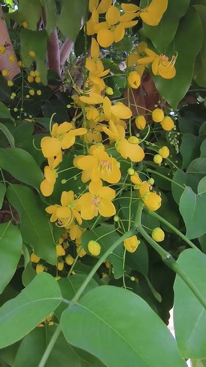 Что это цветет? Кассия трубчатая. #israel #flowers #nature #цветы # ...