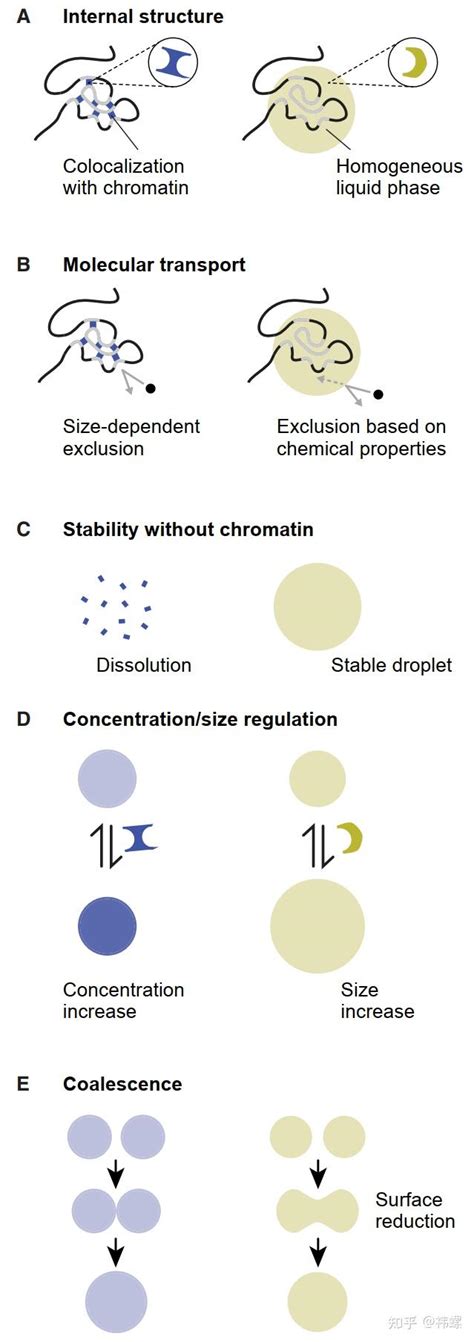 相分离相关综述（5） 知乎