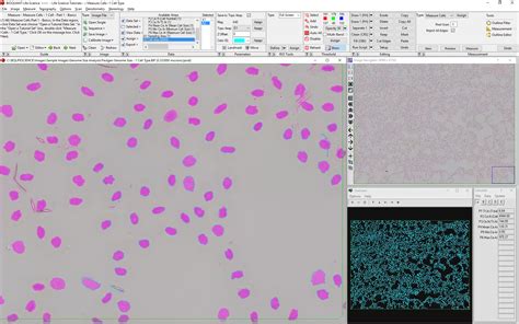 automated cell counting — bioquant