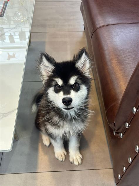 말라뮤트 레오 털빠짐없는스코티쉬폴드분양 털빠짐없는러시안블루분양 털빠짐없는강아지분양 털빠짐없는고양이분양 털빠짐없는유기견분양 털빠짐없는유기묘분양 털빠짐없는비숑프리제키우기