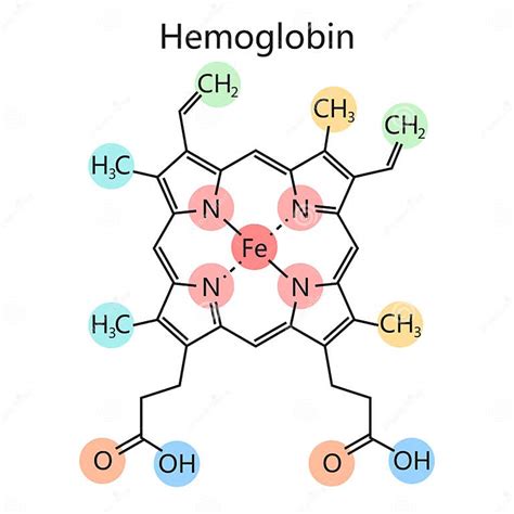 Hemoglobin Molecular Structure Diagram Medical Stock Illustration