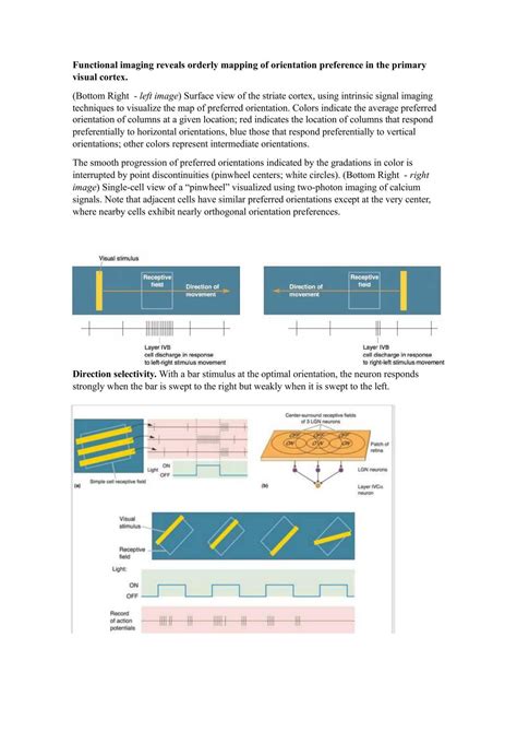 Fundamental Neuroscience Notes Neur 350 Fundamental Neuroscience