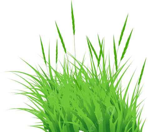 Latar Belakang Rumput Vektor Rumput Alang Alang Rumput Padang Rumput Png Dan Vektor Dengan
