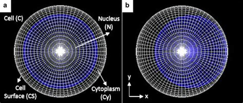 Wireframe View Of Spherical Cell Geometry Simulated With The Geant4 Dna Download Scientific