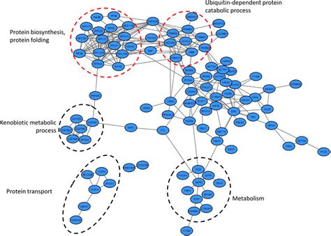 Interactome Network Of Proteins Altered During Bladder Cancer Invasion Download Scientific