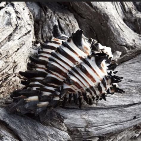 Murex Shell Etsy