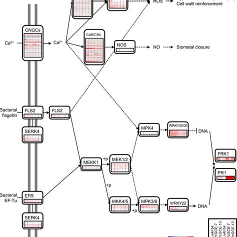 Plant Pathogen Interaction Pathway Kegg Ath04626 The Pathway Download Scientific Diagram