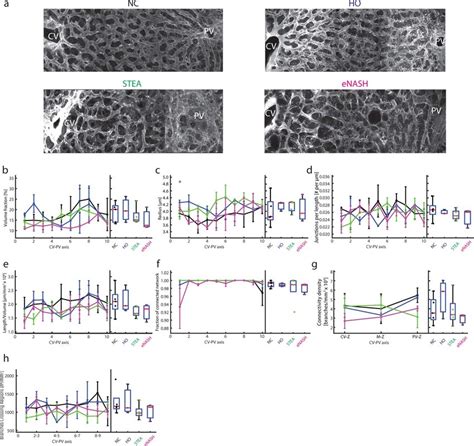 structural and topological characterization of the sinusoidal