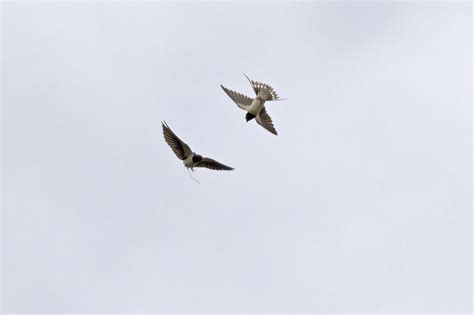 Barn Swallow Birdforum
