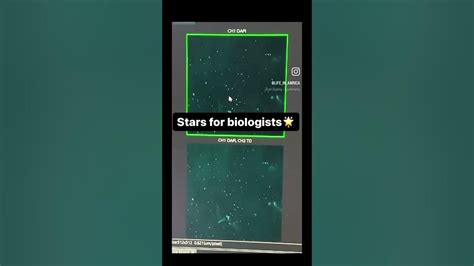 Lost In The Galaxy Of Dapi Stained Nucleoli 🔬” Microcosmos Nucleus Scienceart Trending