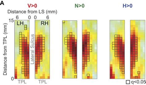 Average Bold Responses To Vocalization Stimuli Across 4 Subjects A Download Scientific