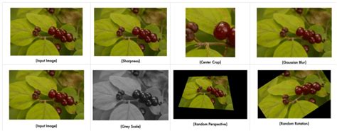 论文 卷积神经网络（cnn）和基于视觉变换器（vision Transformer Vit）的模型来进行植物识别plantclef Csdn博客