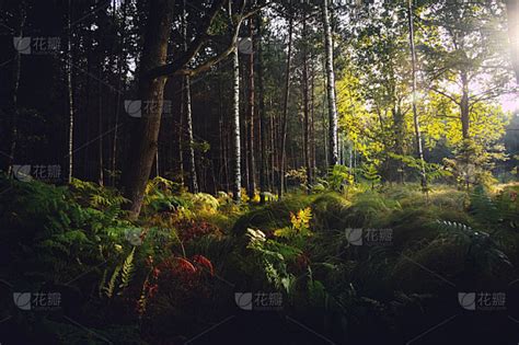 早上从森林的底部看。