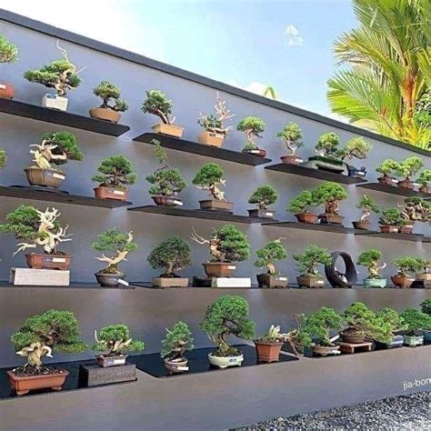 ဘွန်ဆိုင်း နှင့် အလှစိုက်ပင်များ