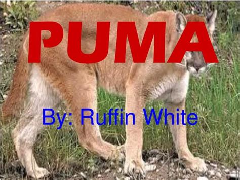 PPT - PUMA PowerPoint Presentation, free download - ID:3909749