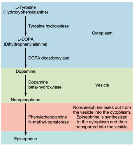 Ans 3 Noradrenergic Transmission Flashcards Quizlet