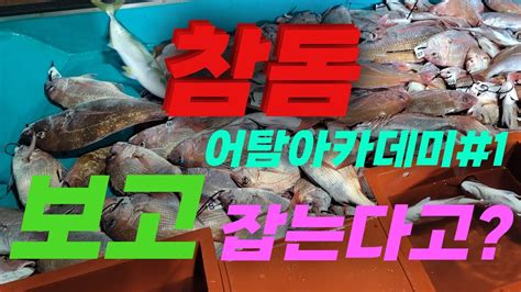 🎣 흥분주의🚨 9짜 참돔 실화 눈먼 참돔이 저에게 Feat 참돔인가 방어인가 Ps70no1 로렌스 낚시 어초 Youtube