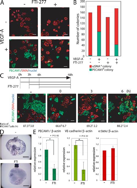 Figure 1 From Ras Signaling Directs Endothelial Specification Of Vegfr2 Vascular Progenitor