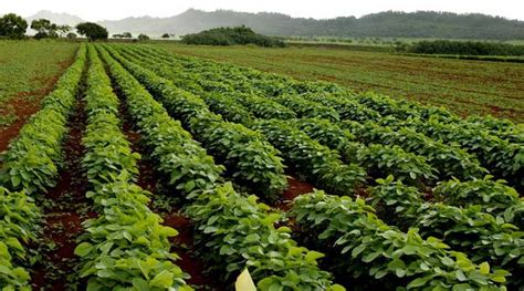 Harga Tahu Dan Tempe Diprediksi Akan Naik Nasdem Ajak Petani Budidaya Kedelai Portal Desa