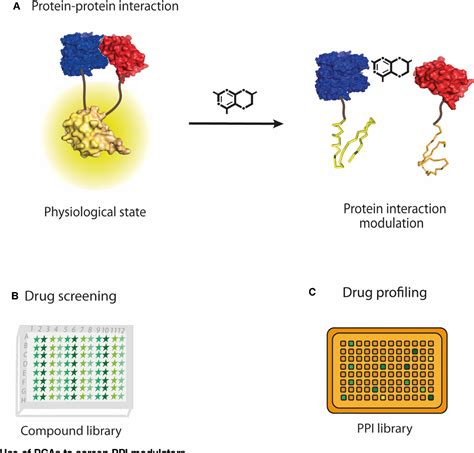 Figure 1 From Protein Fragment Complementation Assays For Large Scale