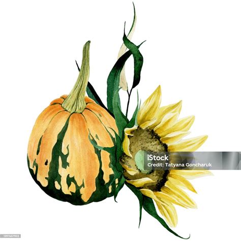 사실주의 스타일의 수채화 그림 꽃다발 가을 꽃과 호박의 구성 오렌지 호박과 해바라기 꽃 단풍 추수 상징 추수 감사절 0명에 대한 스톡 벡터 아트 및 기타 이미지 Istock