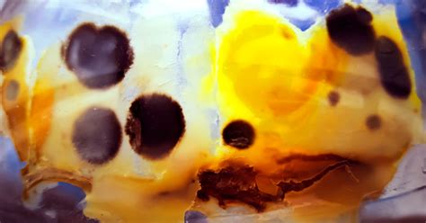 기하학적 모양의 추상적인 배경 배경이 흐려지고 자연적인 요인과 균열이 있습니다 광택 흐림 독점 및 비표준 색상의 삶의 개념 옐로우 화이트 블랙 노랑에 대한 스톡 사진 및