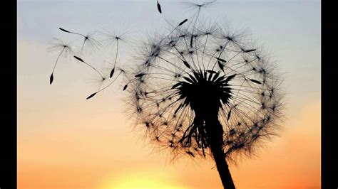 Achtergronden Bureaublad