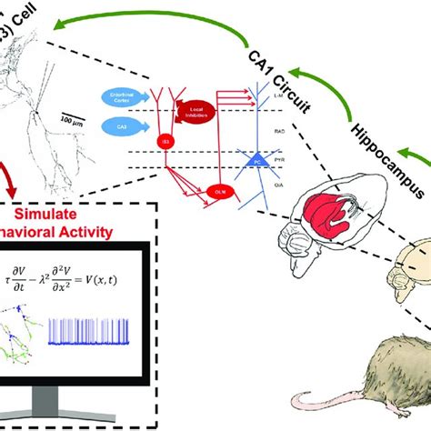 Schematic Illustrating Computational Approach And Microcircuit Download Scientific Diagram
